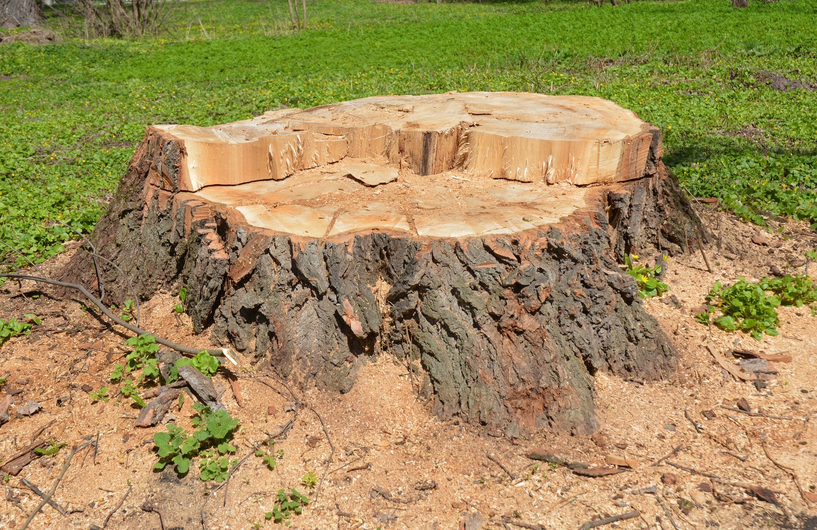 Expert Stump Grinding & Removal | Mcguire Tree Service and Land Clearing