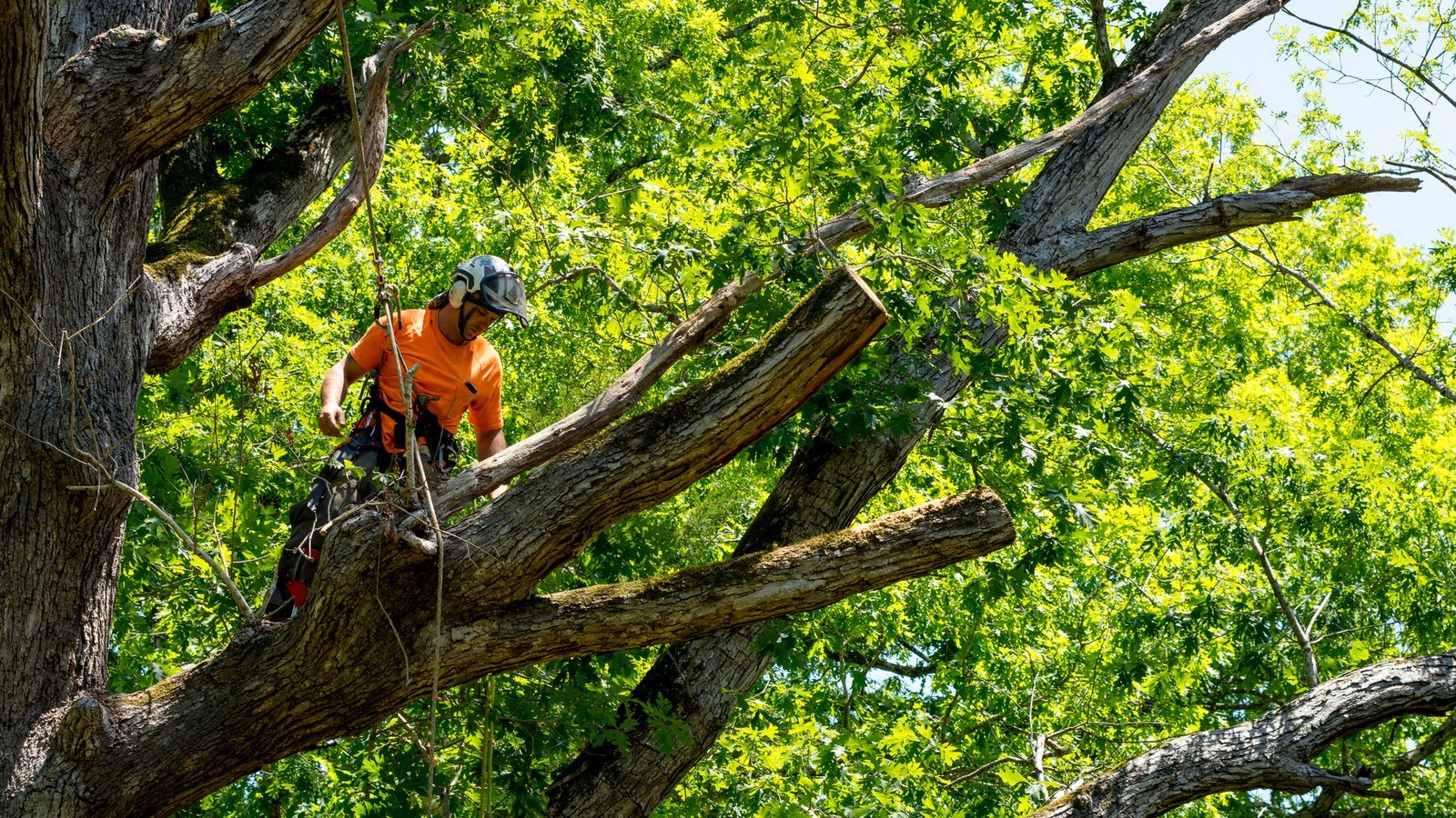 McGuire Tree Service and Land Clearing in Wildwood, FL 34785 | Mcguire ...